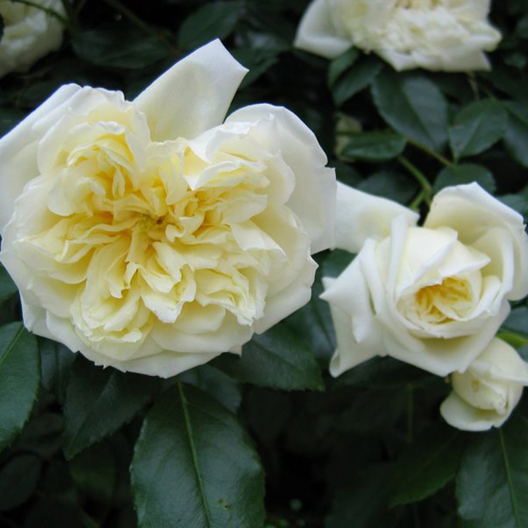 Alberic Barbier | Ramblerrozen | Rosarium Lottum