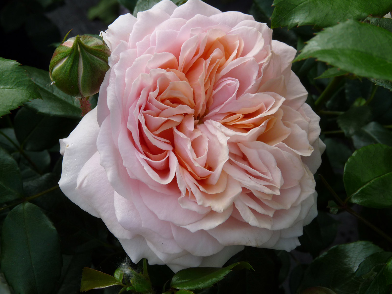 Garden of Roses | Trosrozen | Rosarium Lottum