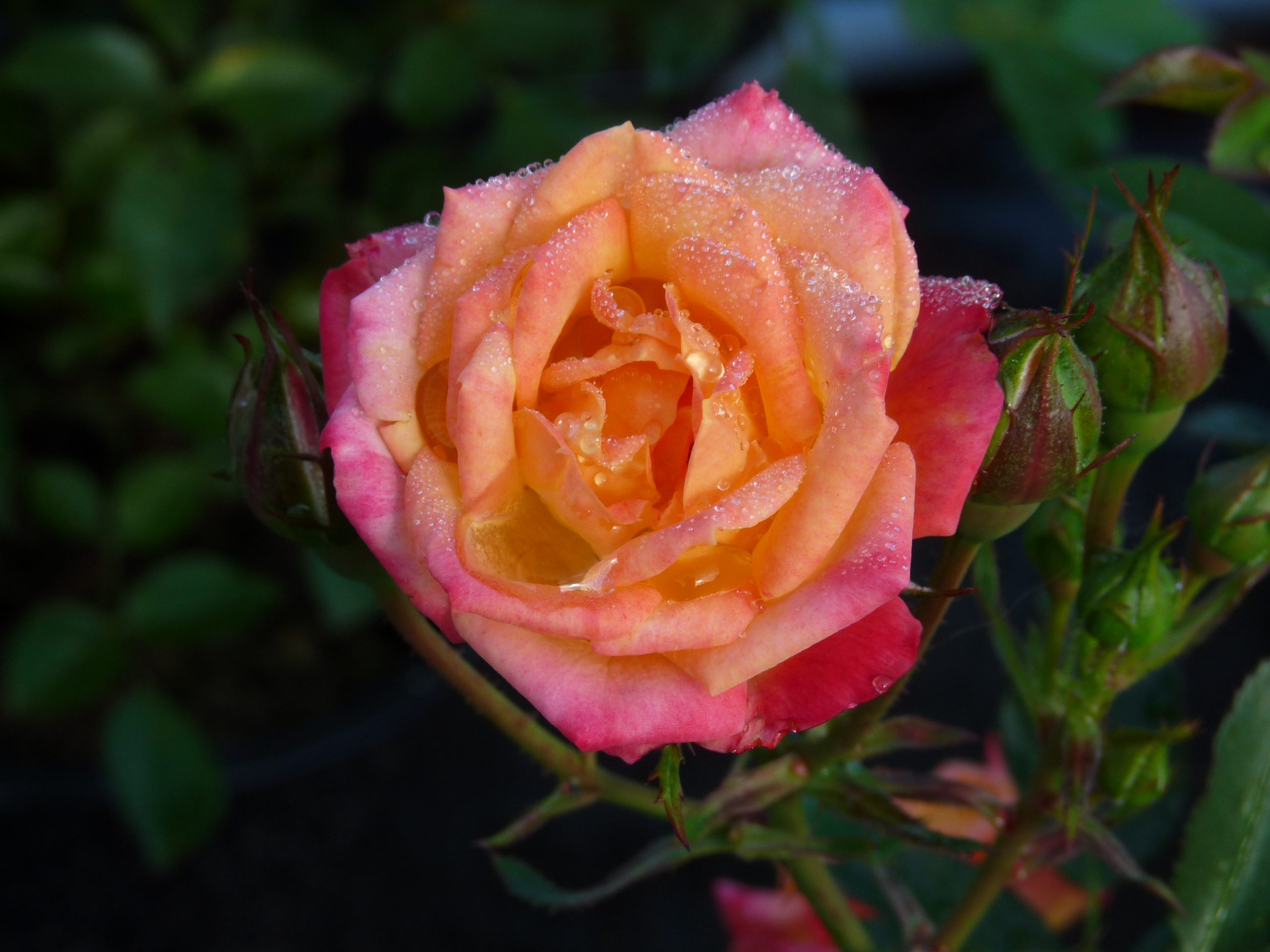 Little Sunset | Miniatuurrozen Patiorozen | Rosarium Lottum