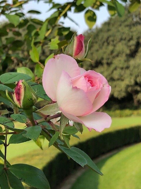 Mini Eden Rose | Klimrozen | Rosarium Lottum