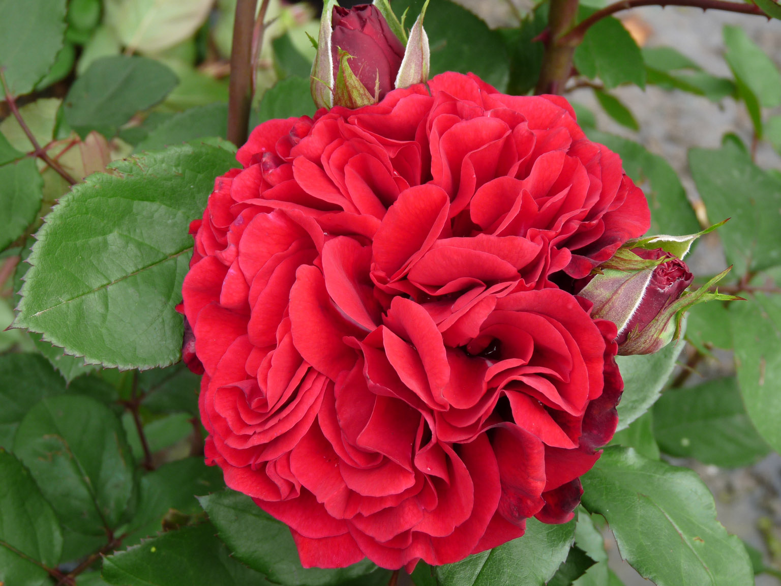 Nadia Renaissance | Stamrozen | Rosarium Lottum