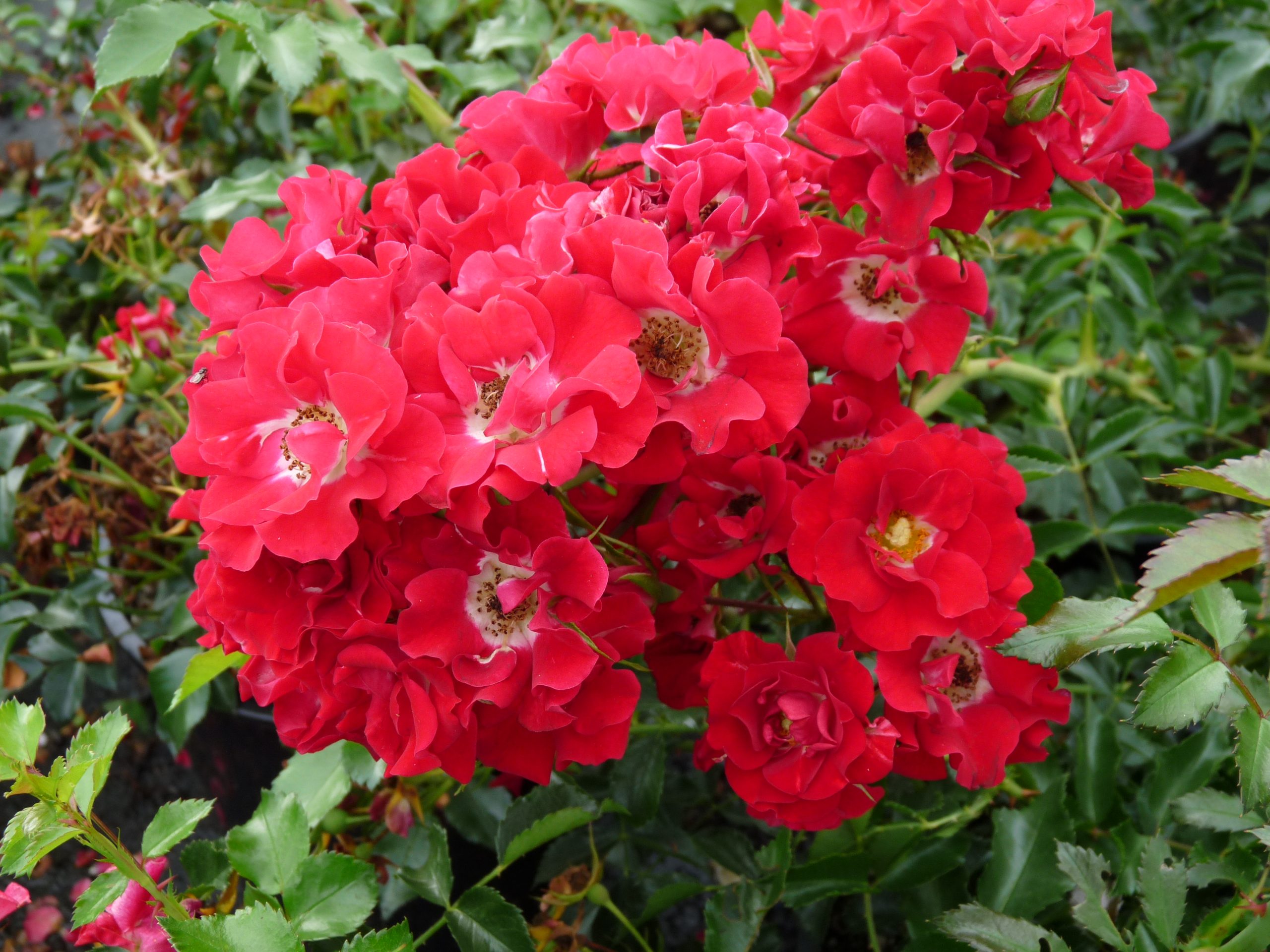 Rambling Rosie | Klimrozen/ramblerrozen | Rosarium Lottum