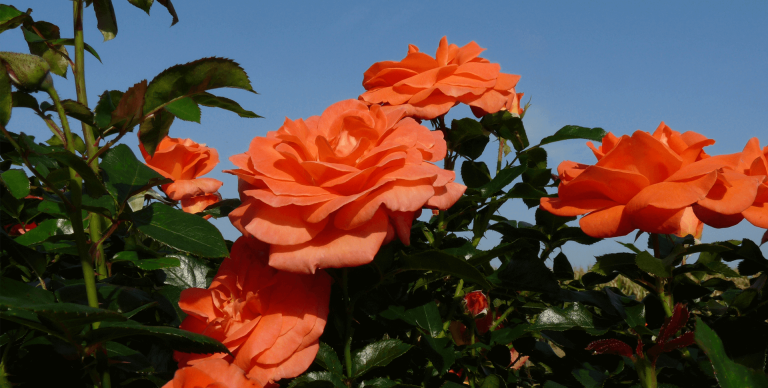 Planting roses in your garden | Rosarium Lottum