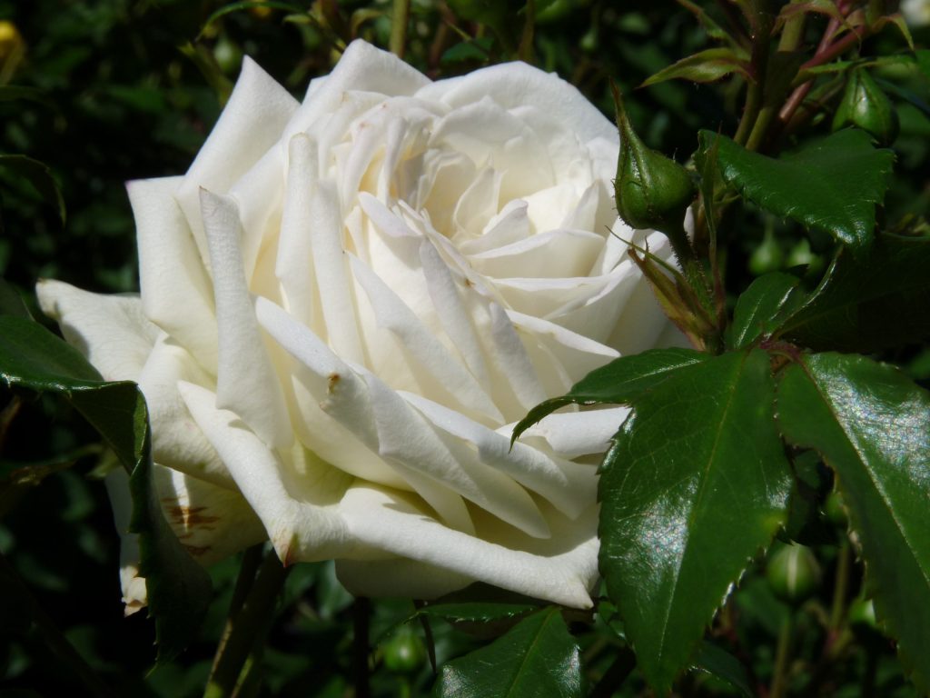 Alaska (Future) | Klimrozen (Kordes Kletter Maxe) | Rosarium Lottum