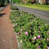 Pink Pavement | Pavement Rozen | Rosarium Lottum