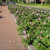 Pink Pavement | Pavement Rozen | Rosarium Lottum