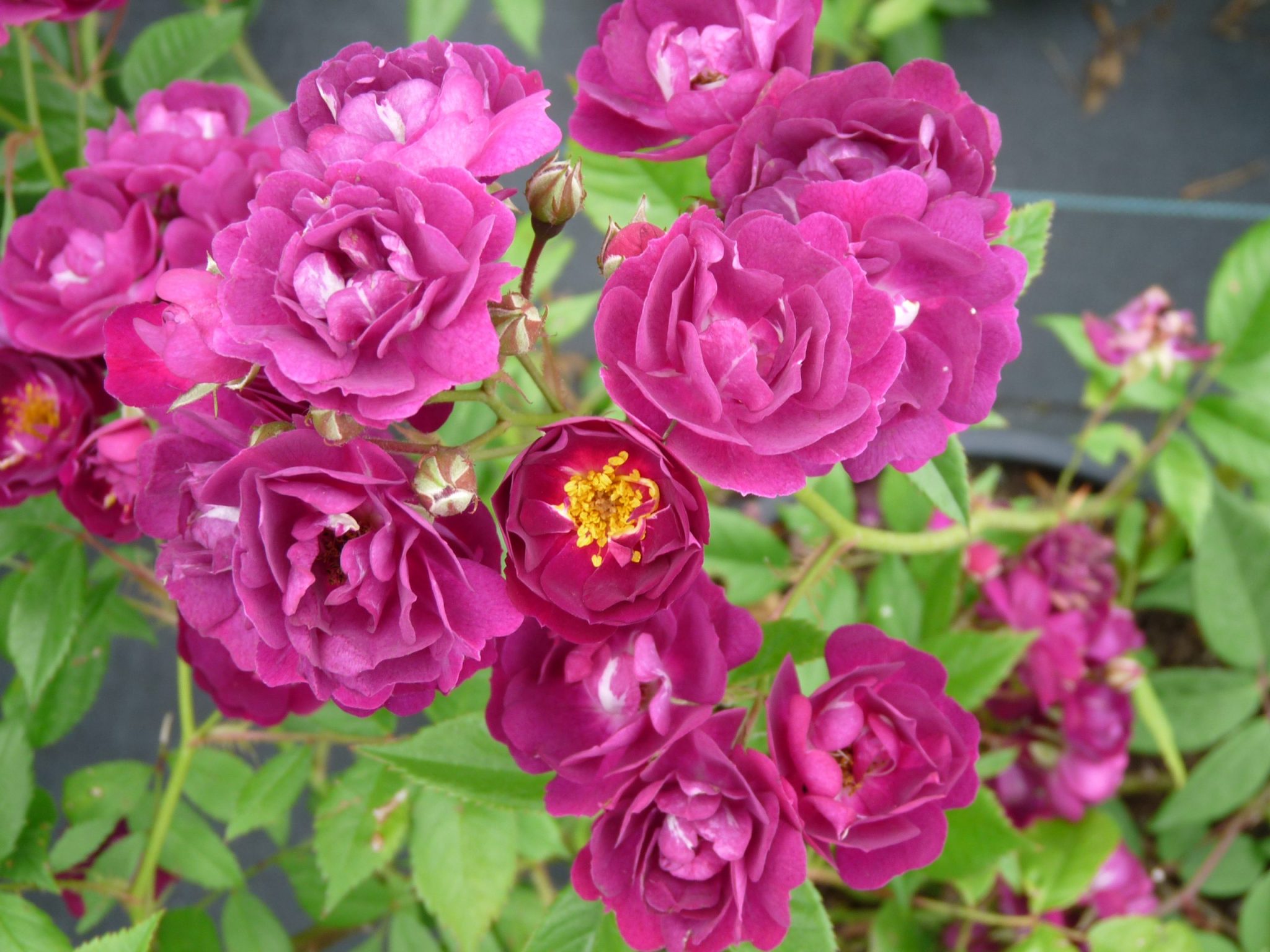 Perennial Blue, Climbing Rose XXL 10 L potted | Rosarium Lottum