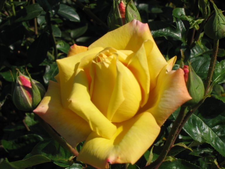 grootbloemige rozen kleur geel 50 stuks | Rosarium Lottum