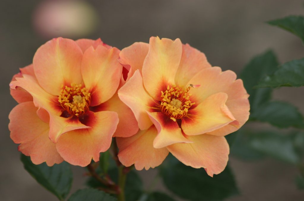 Persian Sun ® ( vispersun ) | Persica rozen | Rosarium Lottum