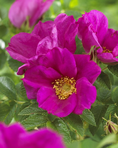 Rugosa Rubra, Historic Rose - Rosarium Lottum