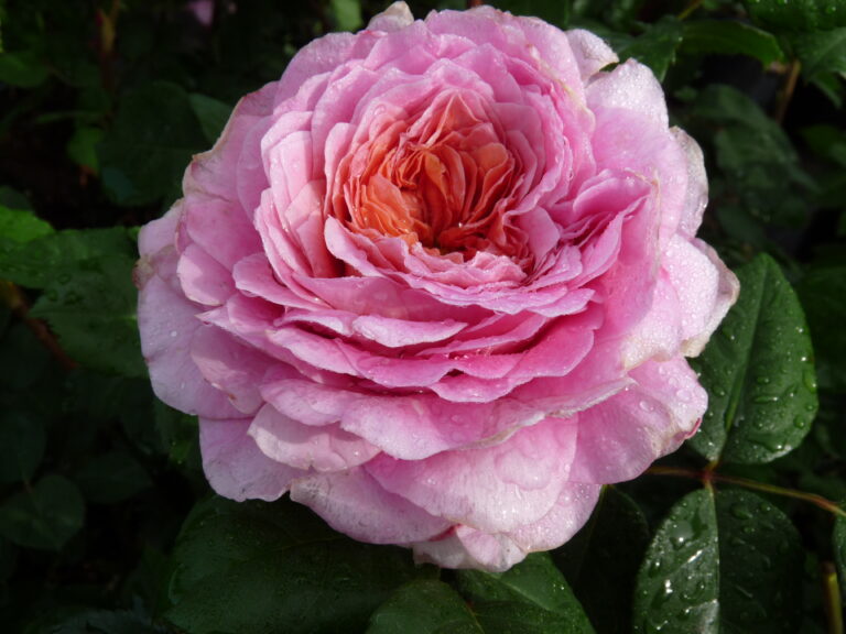 Eisvogel, Large Flowered Rose | Rosarium Lottum