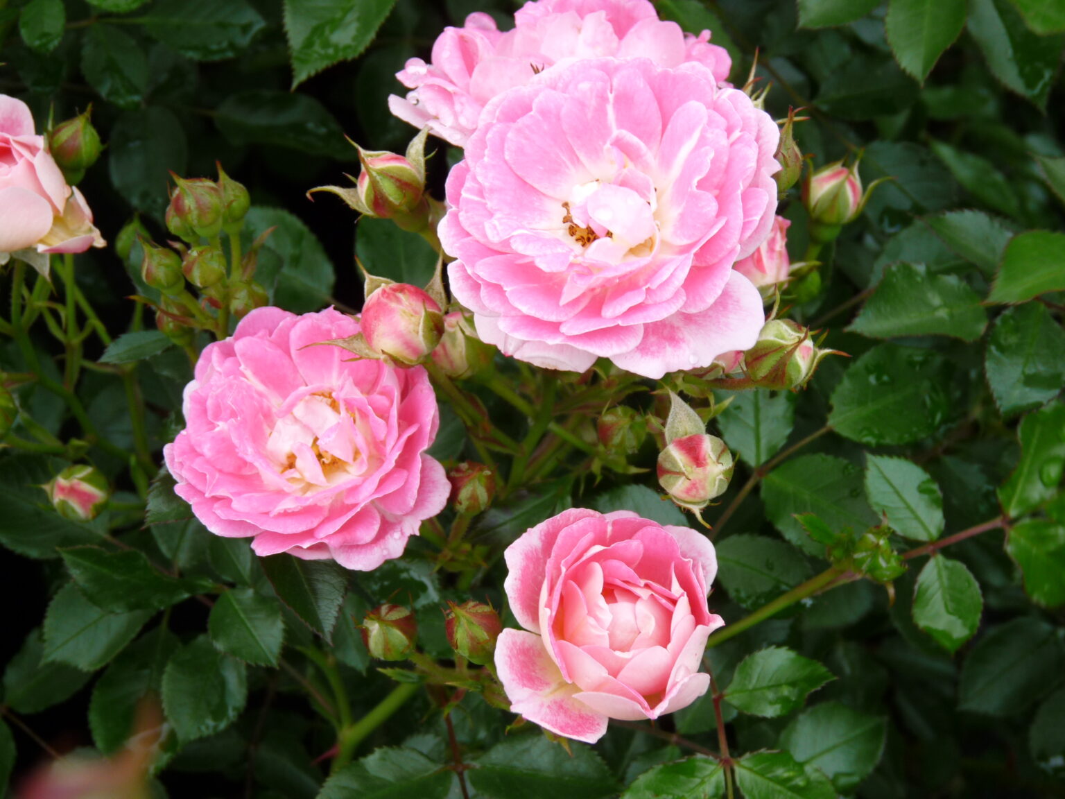Flirt 2011, Miniature-Patio Rose | Rosarium Lottum