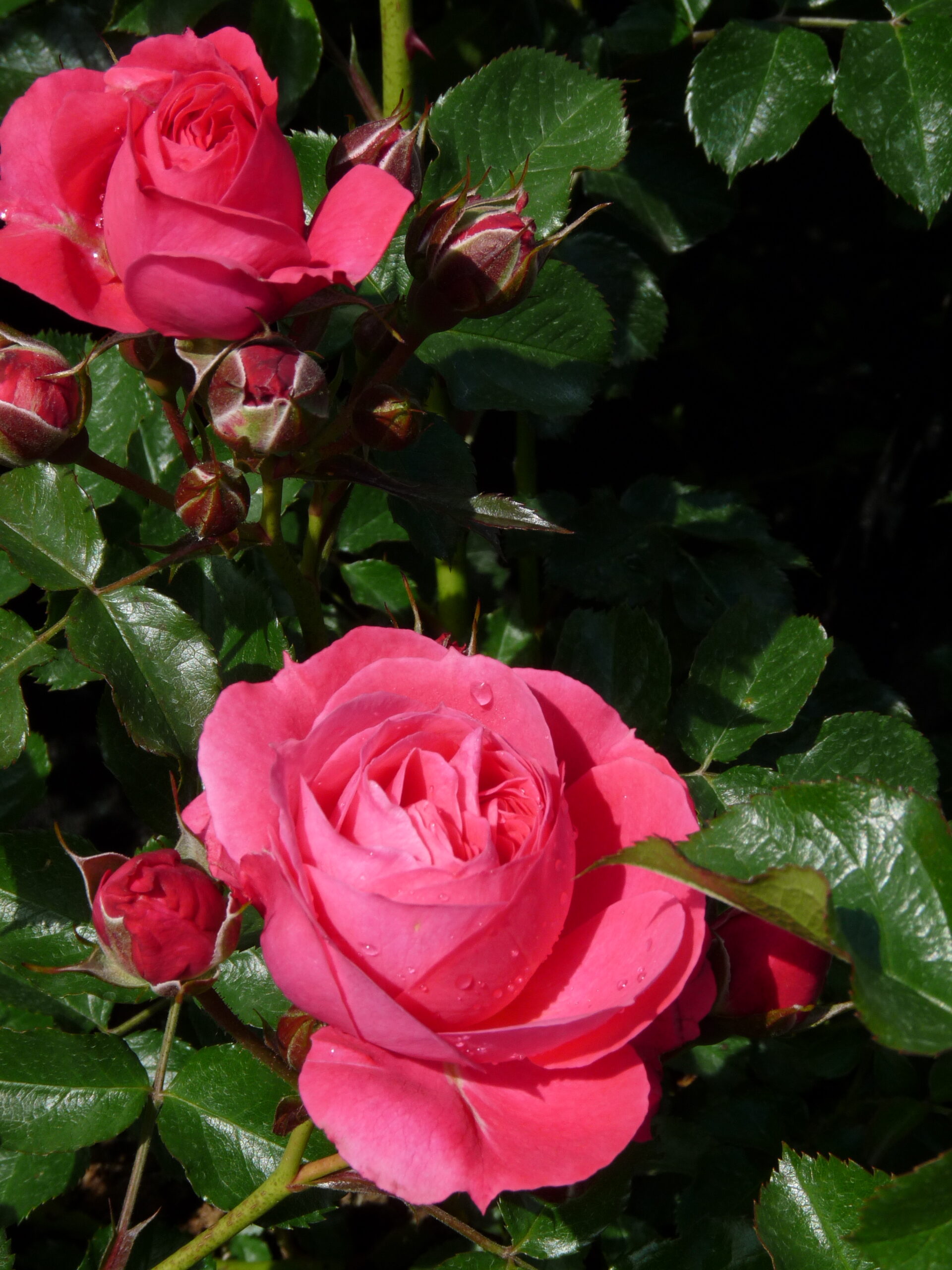 Moin Moin | Trosroos | Rosarium Lottum