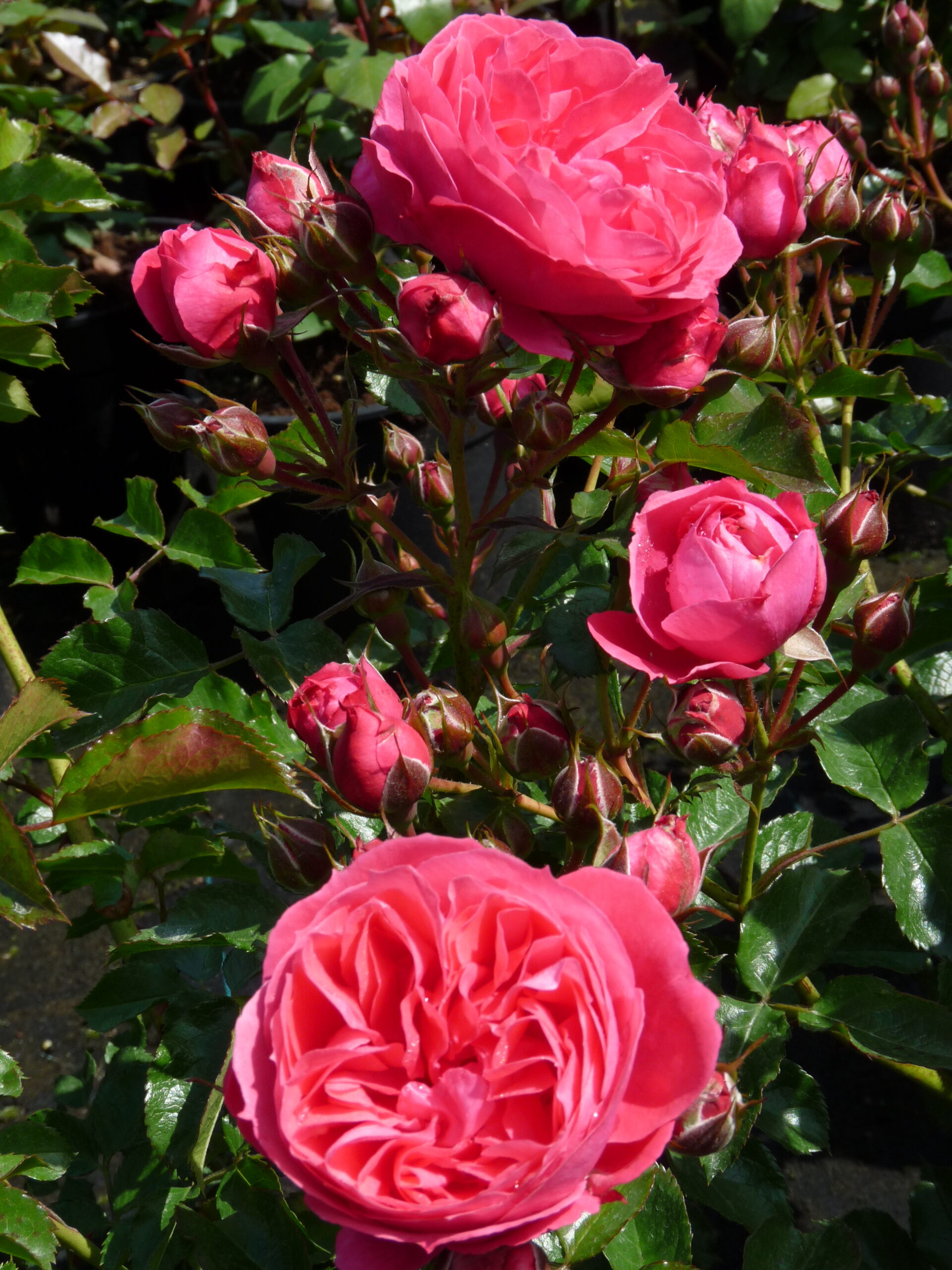 Moin Moin, Beetrose | Rosarium Lottum