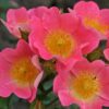 Topolina, Stem Rose 90-100 cm | Rosarium Lottum