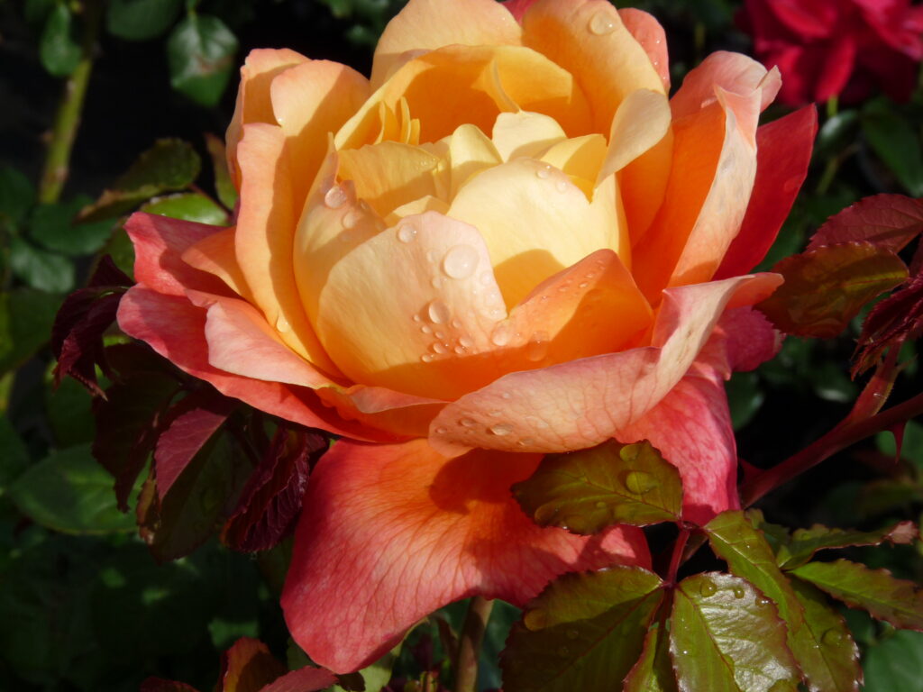 Shining Beauty, Climbing Rose | Rosarium Lottum