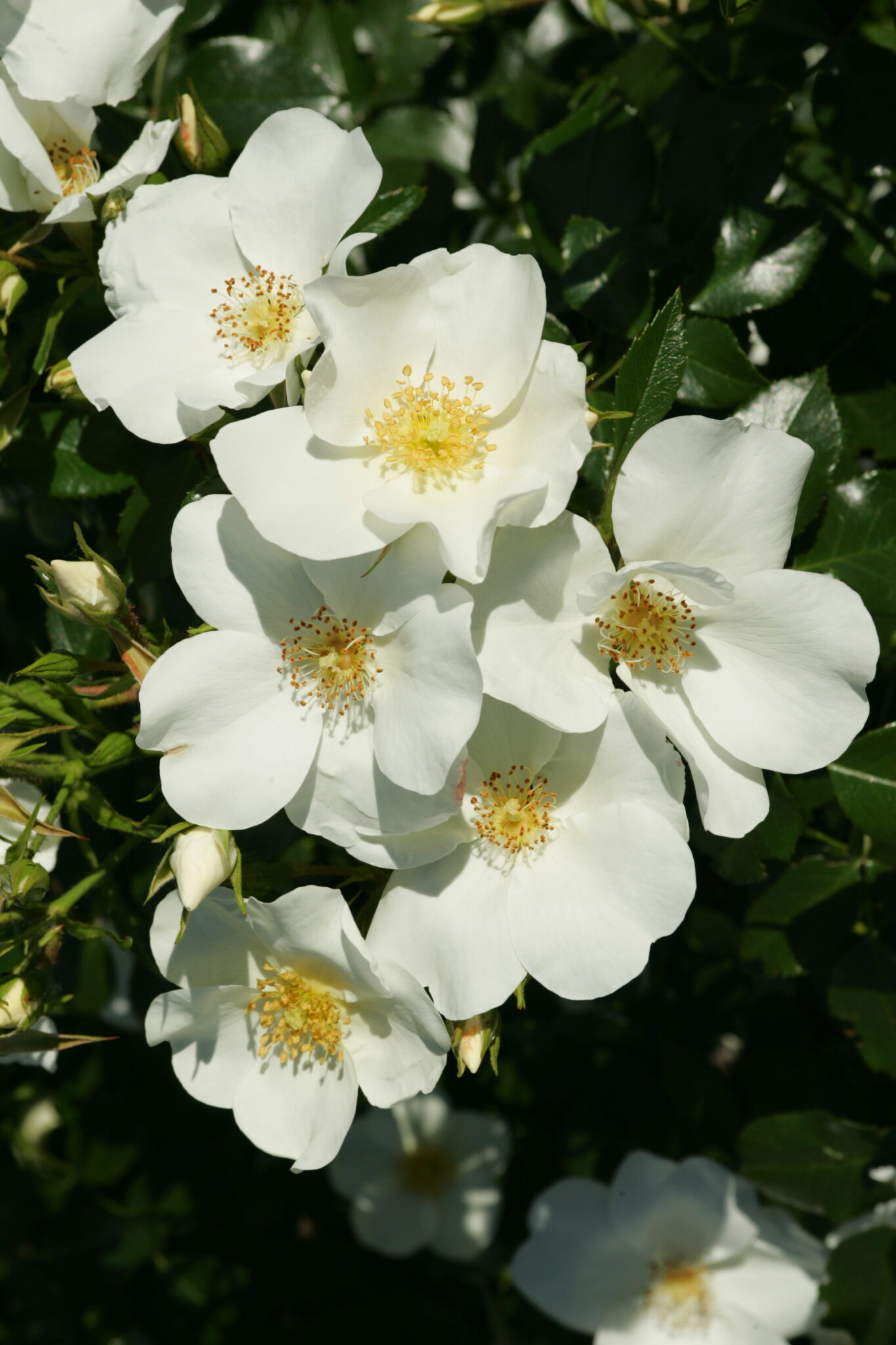 Escimo, Miniature-Patio Rose | Rosarium Lottum