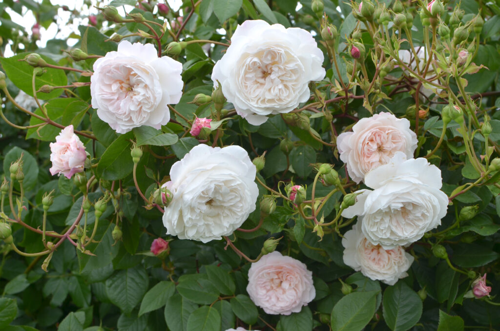 The Albrighton Rambler® | David Austin® rozen | Rosarium Lottum