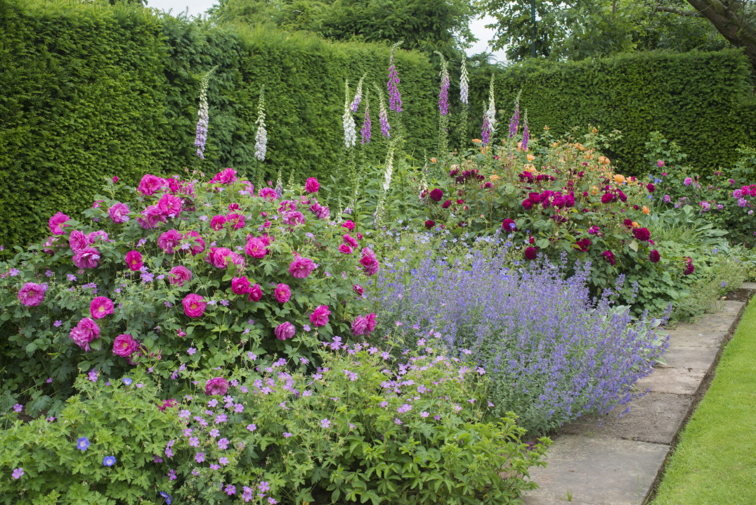 Vaste Planten | Rosarium Lottum